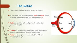 Color and human vision | PPTX | Eye and Vision Conditions | Diseases ...
