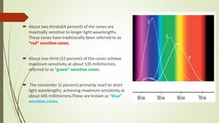 Color and human vision | PPTX | Eye and Vision Conditions | Diseases ...