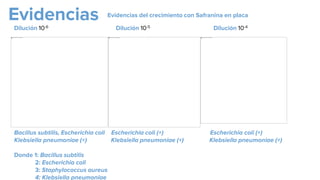 Efecto de los colorantes sobre el crecimiento de los microorganismos | PPTX