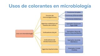 Efecto de los colorantes sobre el crecimiento de los microorganismos | PPTX
