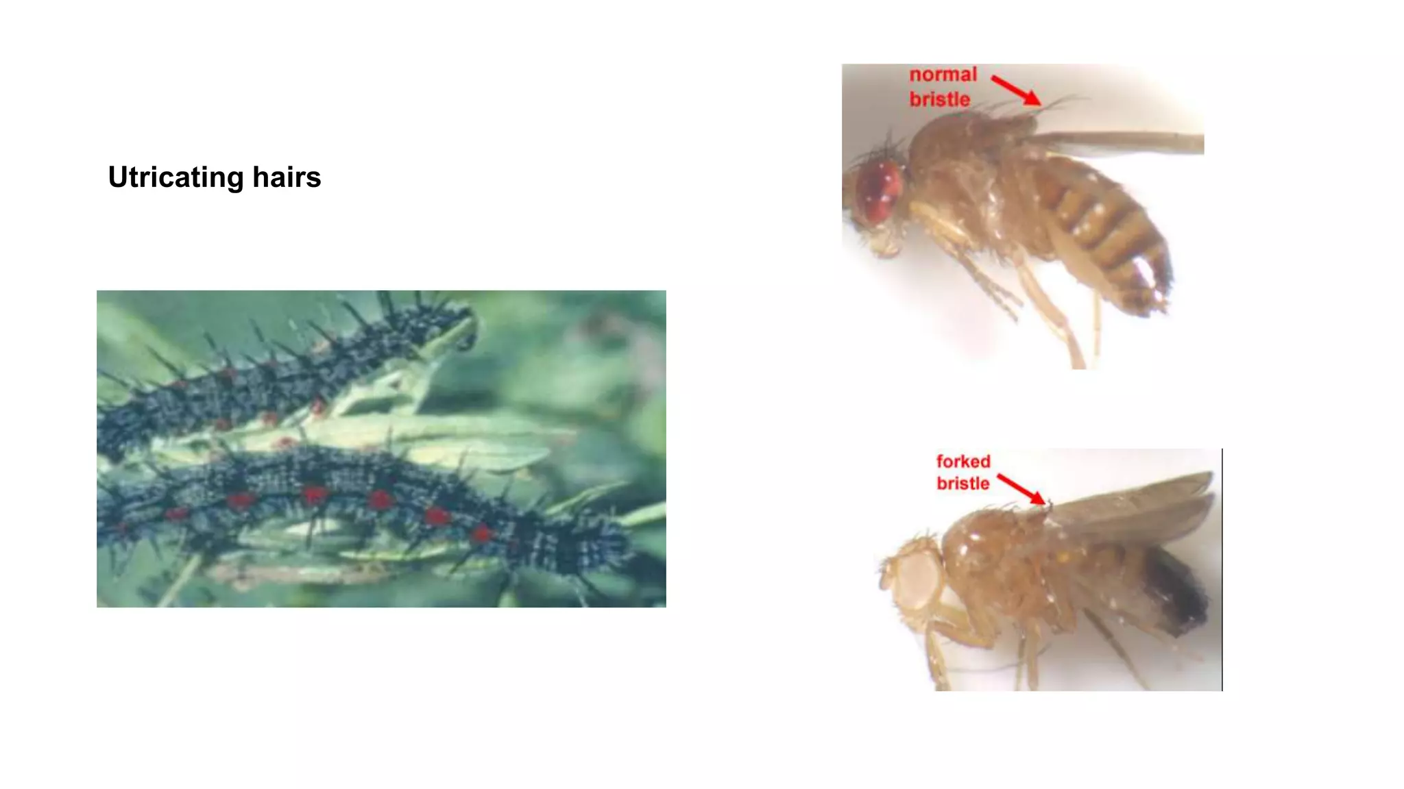 Insect coloration and Integumentary structures | PPTX