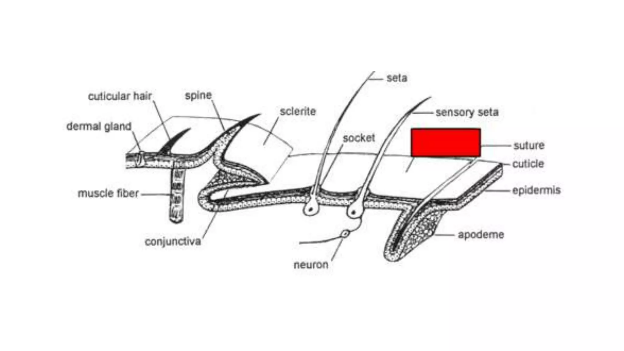 Insect coloration and Integumentary structures | PPTX | Chemistry | Science