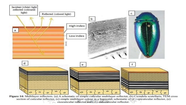 Insect coloration and Integumentary structures | PPTX | Chemistry | Science