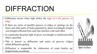 Insect coloration and Integumentary structures | PPTX