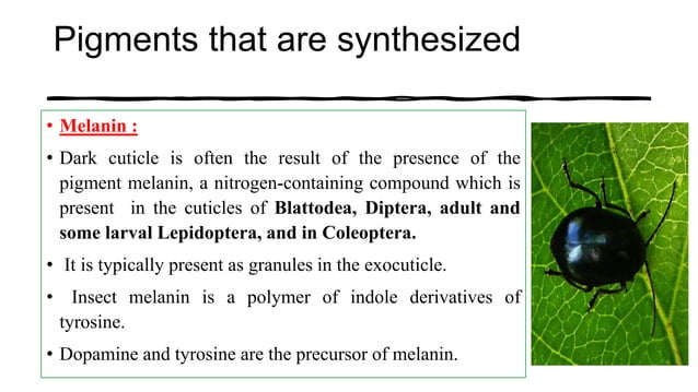Insect coloration and Integumentary structures | PPTX | Chemistry | Science