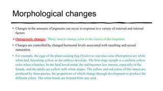 Insect coloration and Integumentary structures | PPTX