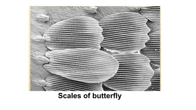 Insect coloration and Integumentary structures | PPTX | Chemistry | Science