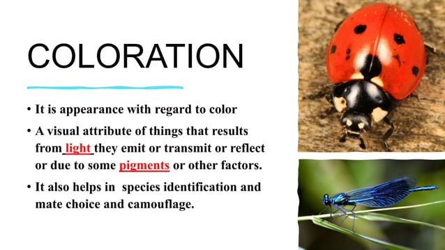 Insect coloration and Integumentary structures | PPTX | Chemistry | Science