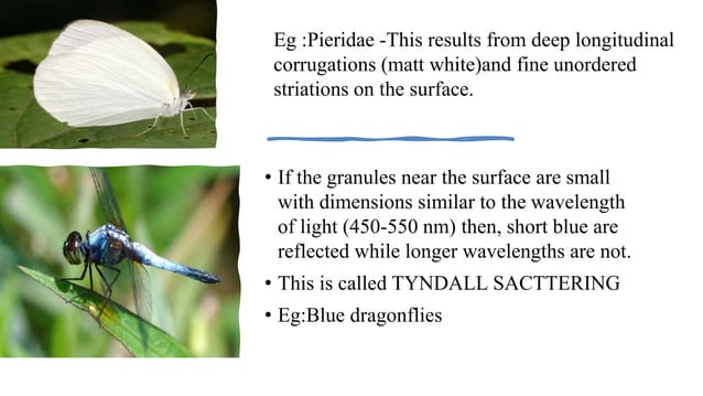 Insect coloration and Integumentary structures | PPTX | Chemistry | Science