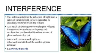 Insect coloration and Integumentary structures | PPTX