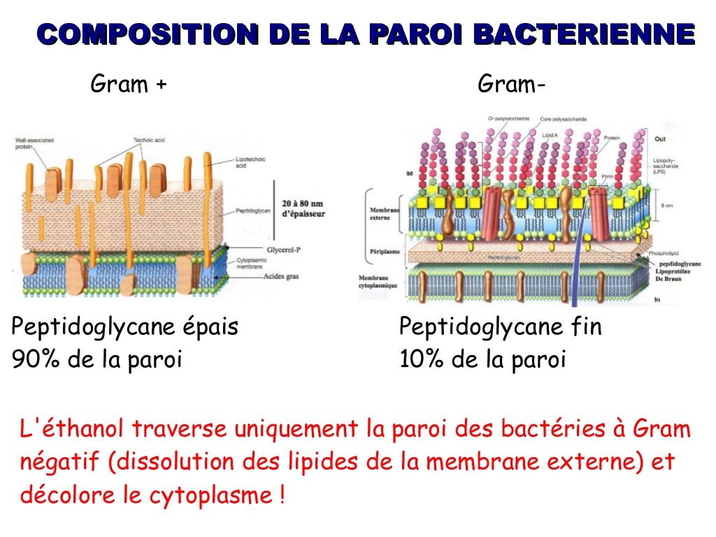 Coloration de gram