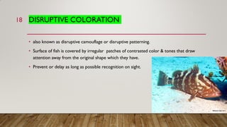 Coloration in fishes | PDF