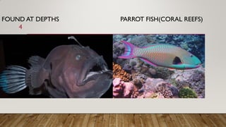 Coloration in fishes | PDF