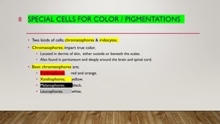 Coloration in fishes | PDF