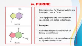 Coloration in fishes: Sources and Significace By Mohd Aqib , Masters ...