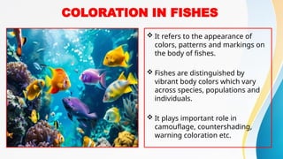 Coloration in fishes: Sources and Significace By Mohd Aqib , Masters ...