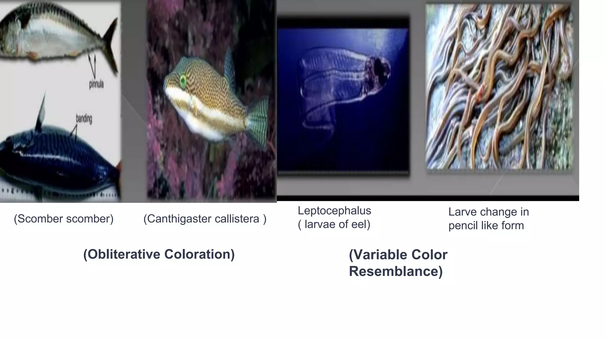 Coloration in Fishes | PPTX