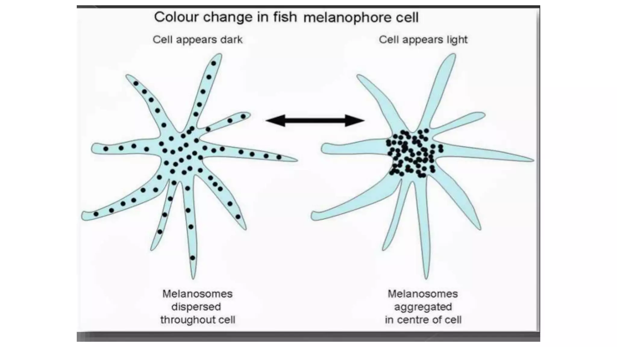 Coloration in Fishes | PPTX