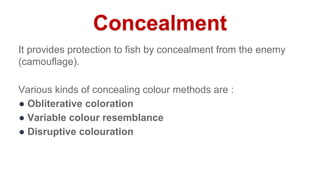Coloration in Fishes | PPTX