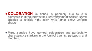 Coloration in Fishes | PPTX