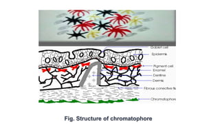 Coloration in Fishes | PPTX