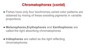 Coloration in Fishes | PPTX