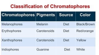 Coloration in Fishes | PPTX