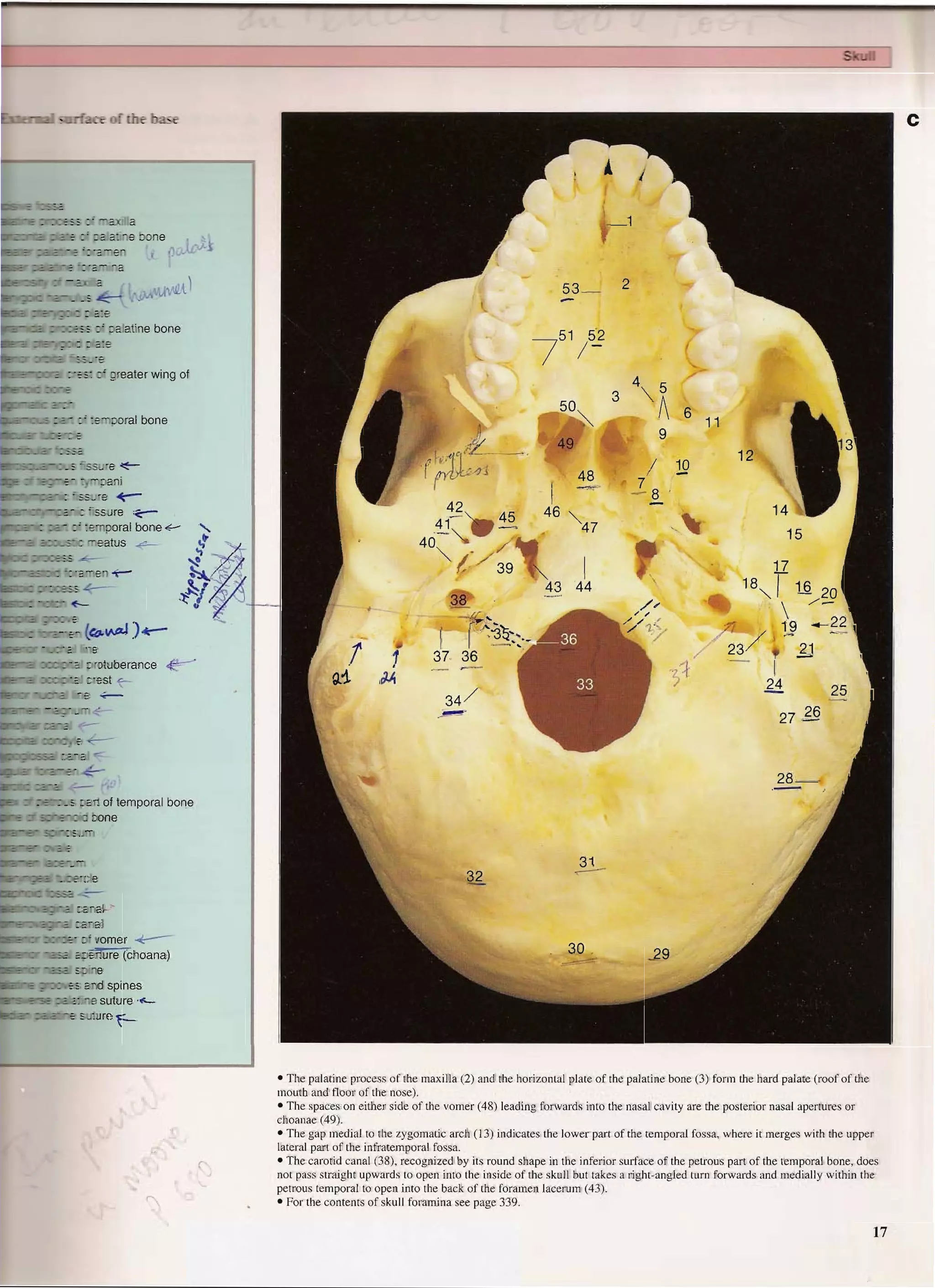 Color atlas of anatomy mc.minn
