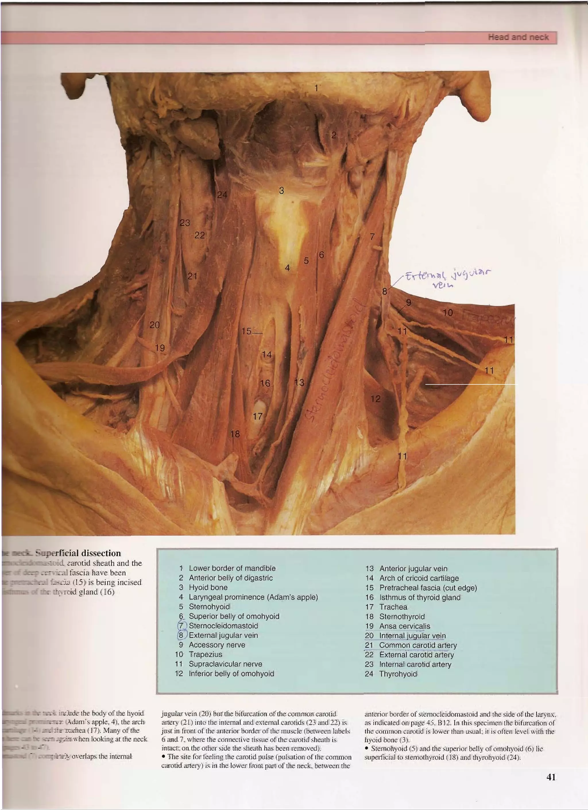 Color atlas of anatomy mc.minn