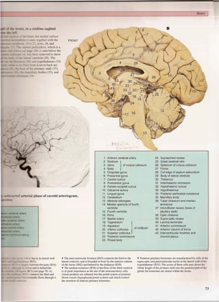 Color atlas of anatomy mc.minn