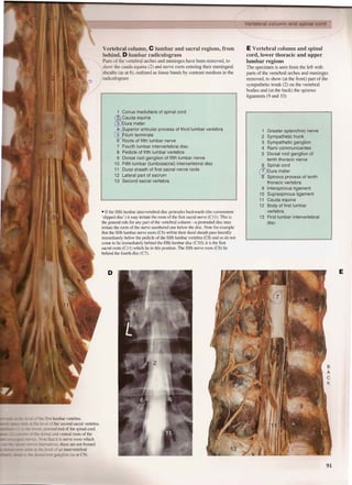 Color atlas of anatomy mc.minn