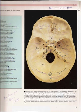 Color atlas of anatomy mc.minn
