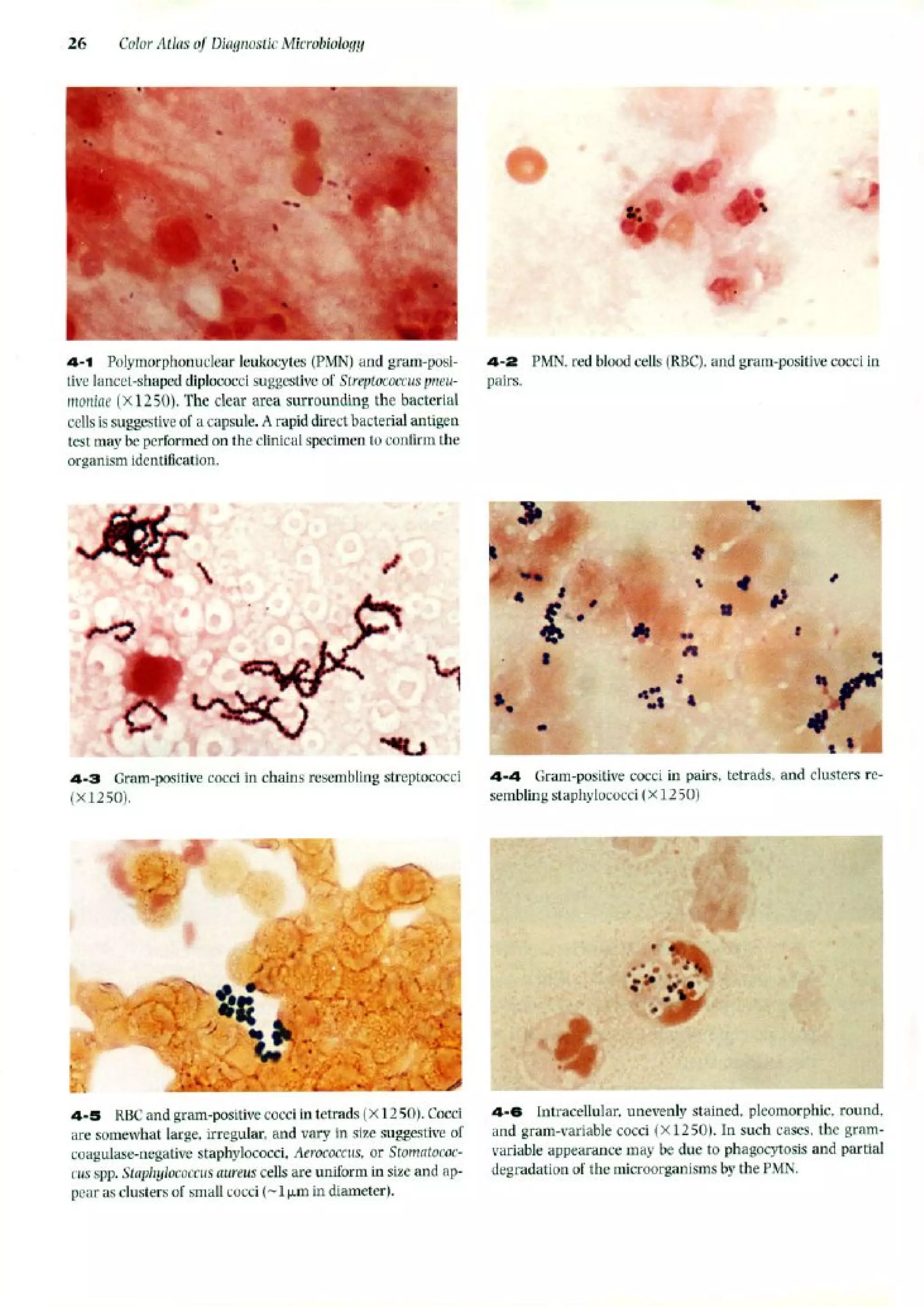 Color atlas of diagnostic microbiology | PDF