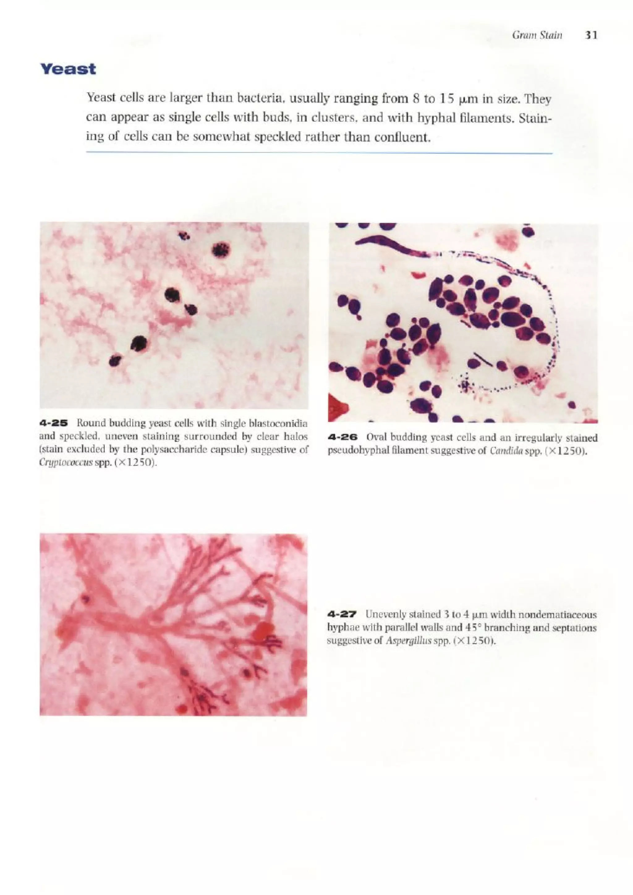 Color atlas of diagnostic microbiology | PDF