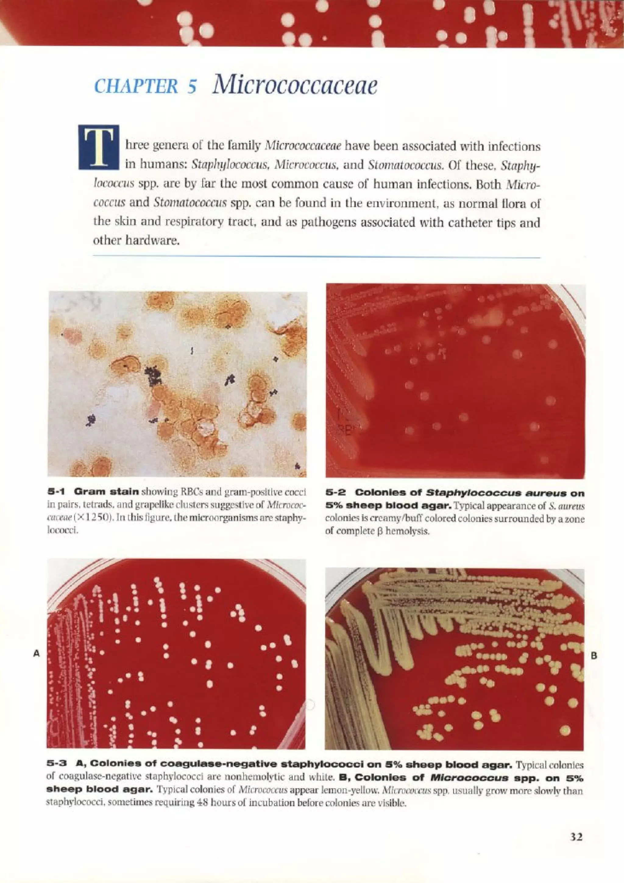 Color atlas of diagnostic microbiology | PDF