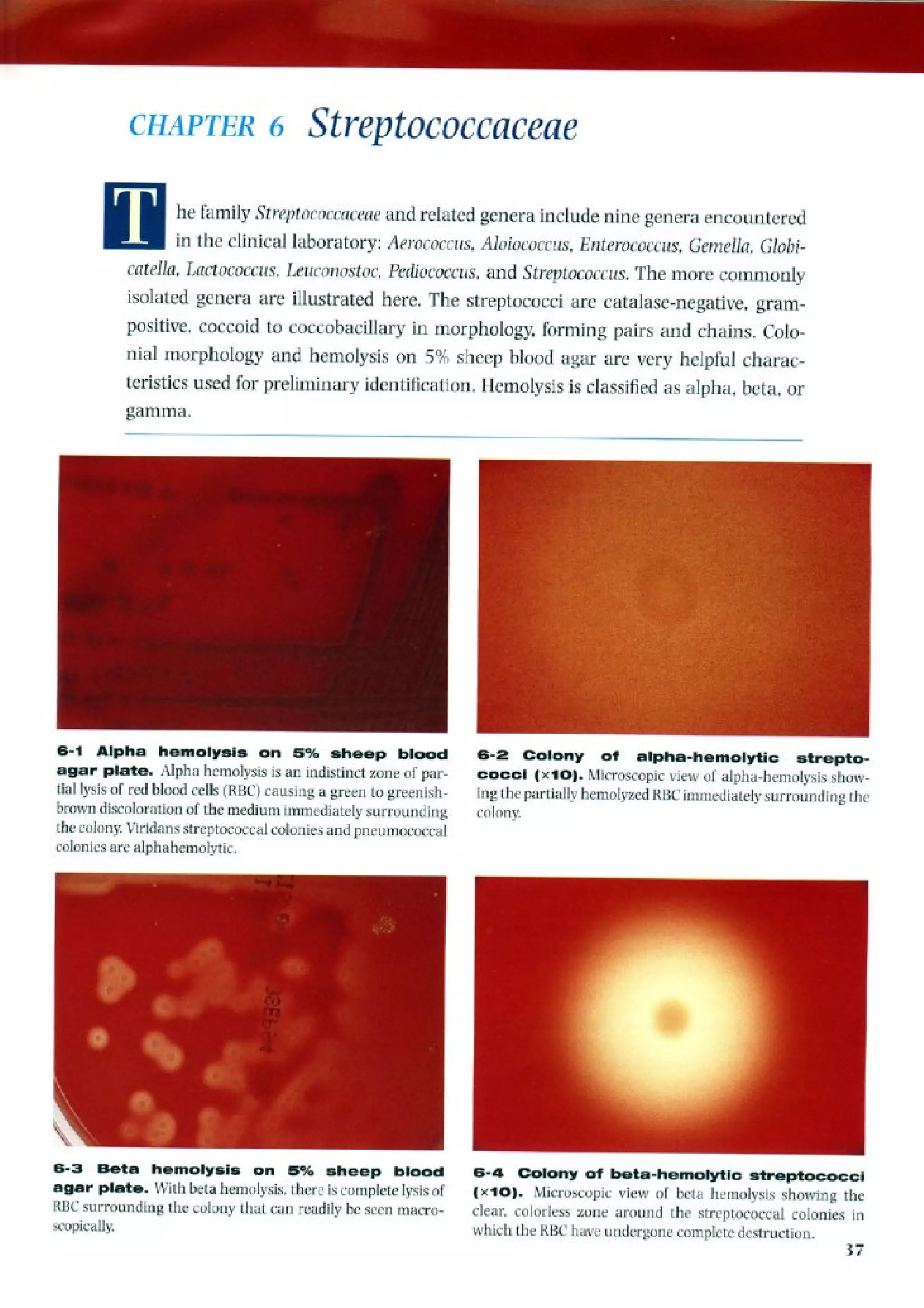 Color atlas of diagnostic microbiology | PDF