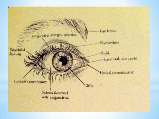 Color blind nocolor-eye anatomy