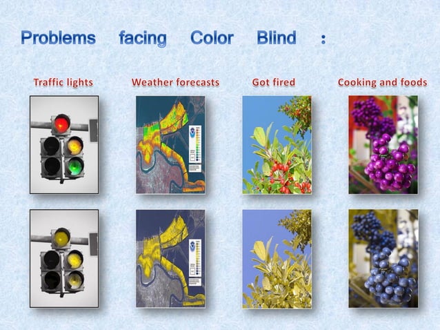 Color blindness | PDF | Eye and Vision Conditions | Diseases and Conditions
