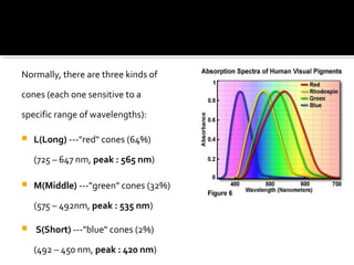 Colorblindness | PPT | Eye and Vision Conditions | Diseases and Conditions