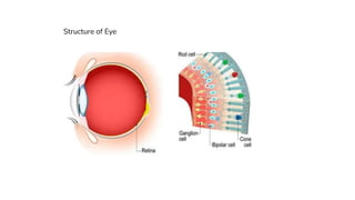 Color blindness | PPTX