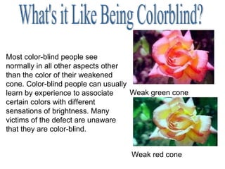 Colorblindtest | PPT