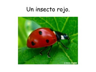 Insectos de Colores | PPT | Law