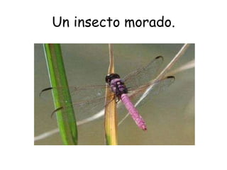 Insectos de Colores | PPT