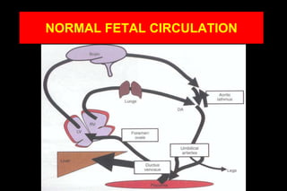 Color doppler in fetal hypoxia | PPTX