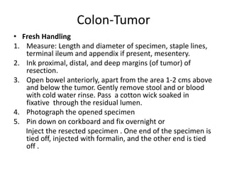 grossing of Colorectal specimens | PPTX