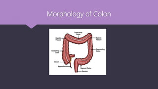 Colorectal cancer/ Kanker Kolorektal | PPTX | Digestive Disorders ...