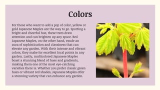 Colored Japanese Maples | PDF