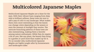 Colored Japanese Maples | PDF