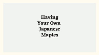 Colored Japanese Maples | PDF
