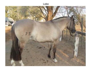 Caballo Lobo Gateado